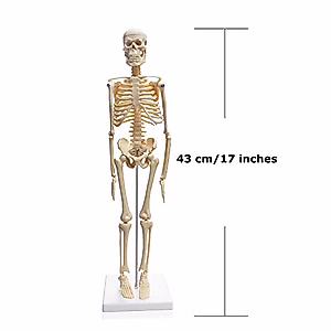 Parco Scientific PBM-B12 Elementary and High School Learning Package | Set of Three Human Anatomy Models, Skeleton, Torso and Skin | W Manual & Carrying Case