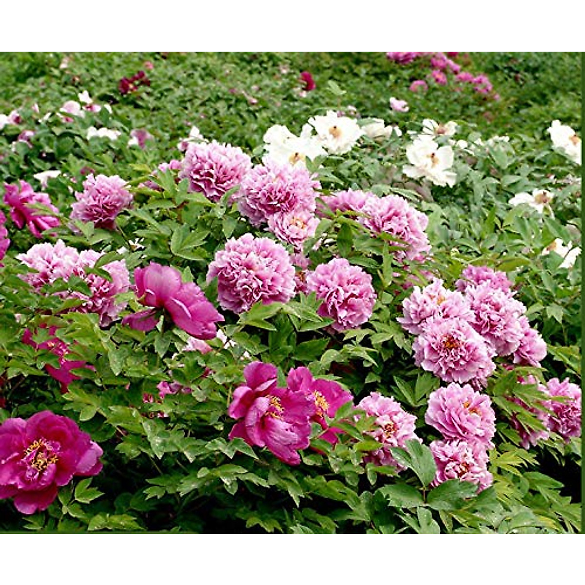 20+ Mixed Peony Flower Seeds Double Beautiful Perennial Bonsai Plant Garden