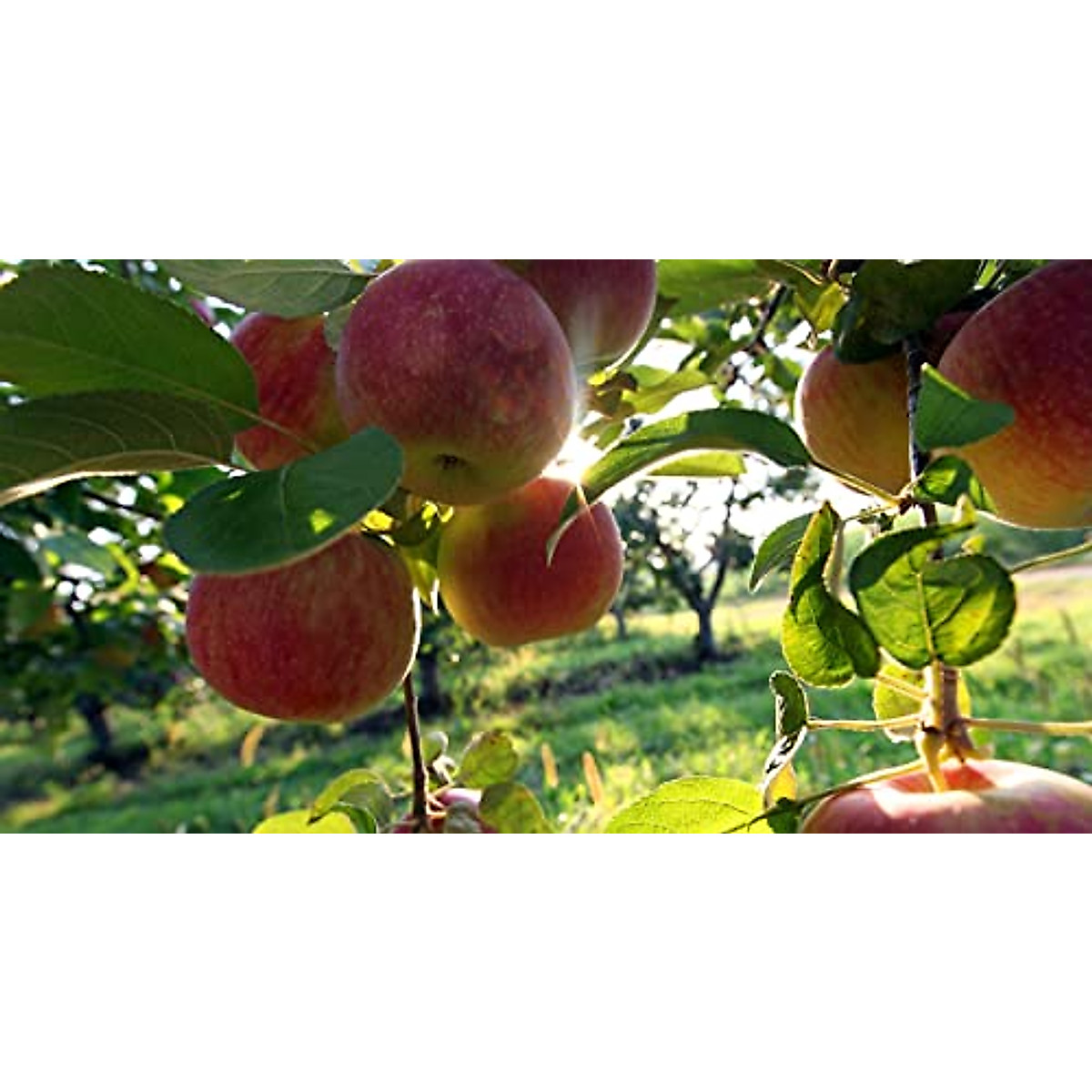 seedcaps Dwarf Apple Seeds for Planting - (Honey Crisp, Gala,Green,Golden) Apple Mixed 100 Seeds - Non-GMO Organic Apple Tree Seeds to Plant Home Friuts Garden Bonsai