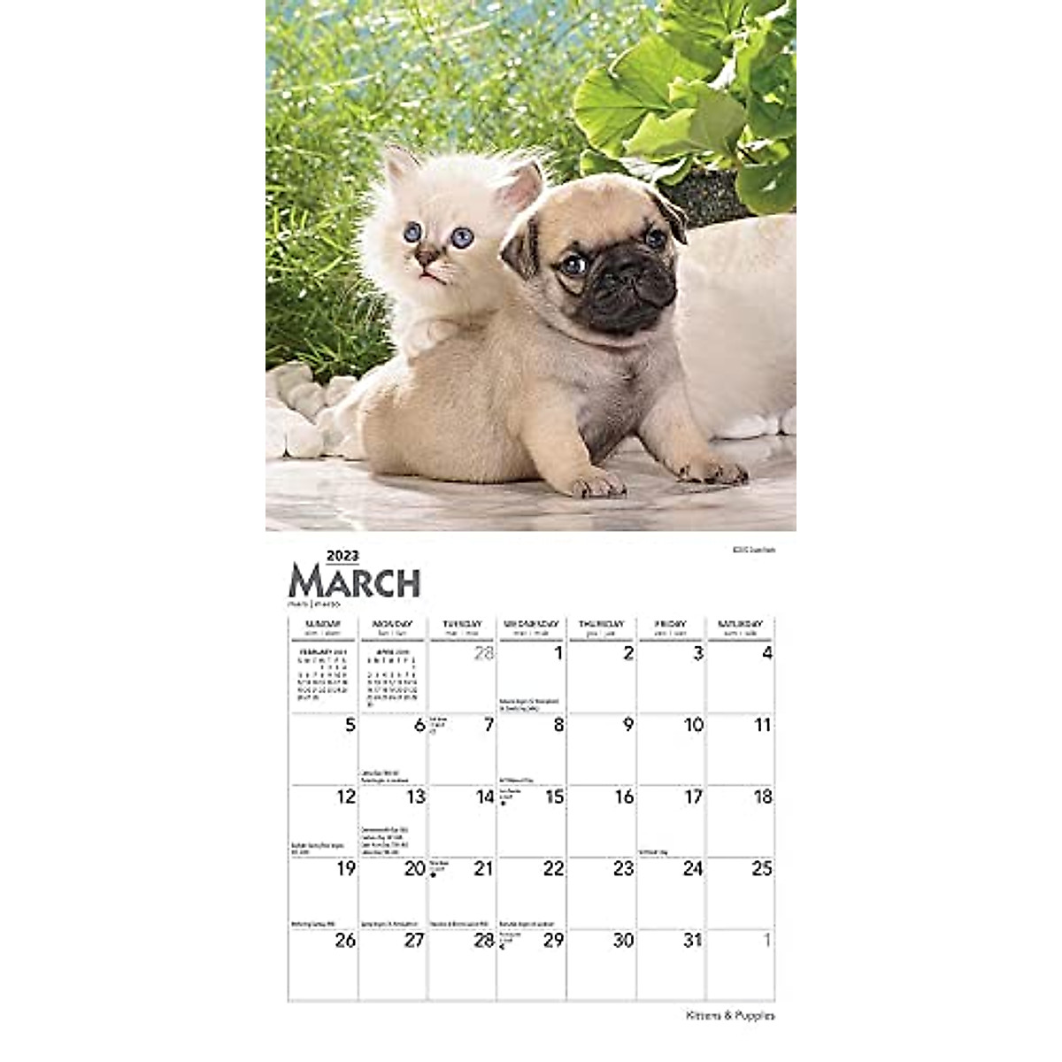 Kittens & Puppies | 2023 7 x 14 Inch Monthly Mini Wall Calendar | BrownTrout | Animals Cute Dogs Cats