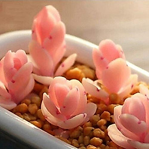 KOqwez33 Seeds Plant for Garden Decoration,300Pcs Mixed Succulent Plant Seeds Ornamental Potted Bonsai Garden Balcony Decor - Mix Succulent Seeds