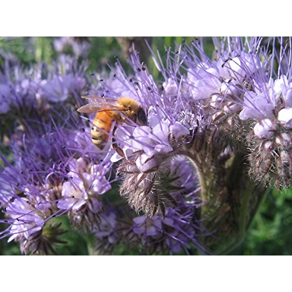 1161B-Tall Purple Fiddleneck (Phacelia tanacetifolia) Seeds by Robsrareandgiantseeds UPC0764425787952 Non-GMO,Organic,USA Grower,Bonsai,1161-B Package of 25 Seeds