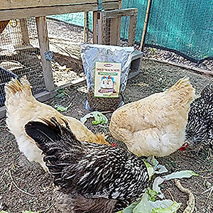 Hatortempt 10lbs Bulk Non-GMO Dried Mealworms for Reptile, Tortoise, Amphibian, Lizard, Wild Birds, Chickens, Duck, Poultry etc