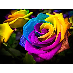 300+ Rare Multi Colorful Rainbow Rose Seeds for Planting Beautiful Rose Potted Plant for Home Garden