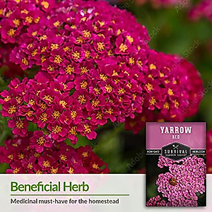 Red Yarrow Seed for Planting in The Garden - 1 Pack with Instructions to Plant and Grow Common Yarrow - Medicinal Herb Wildflowers - Heirloom, Non-GMO, Open-Pollinated Seeds for The Survival Garden