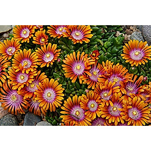 Perennial Farm Marketplace Delosperma 'Fire Spinner' (Ice Plant) Groundcover, 1 Quart, Bright Orange Petals with Purplish-Pink Centers