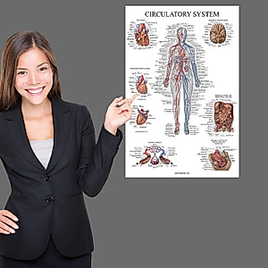 Palace Learning Circulatory System Anatomical Chart - Vascular Anatomy Poster - (18" x 24")