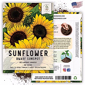 Seed Needs, Dwarf Sunspot Sunflower Seeds for Planting (Helianthus annuus) Heirloom & Open Pollinated - Grows 2 Feet Tall (2 Packs)