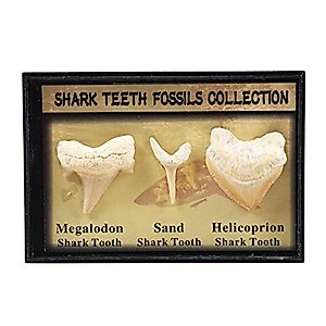 Set of 3 Authentic Prehistoric Real Shark Teeth Fossil with Card,Megalodon Shark Tooth,Sand Shark Tooth&Helicoprion Shark Tooth Kit for Collection and Education