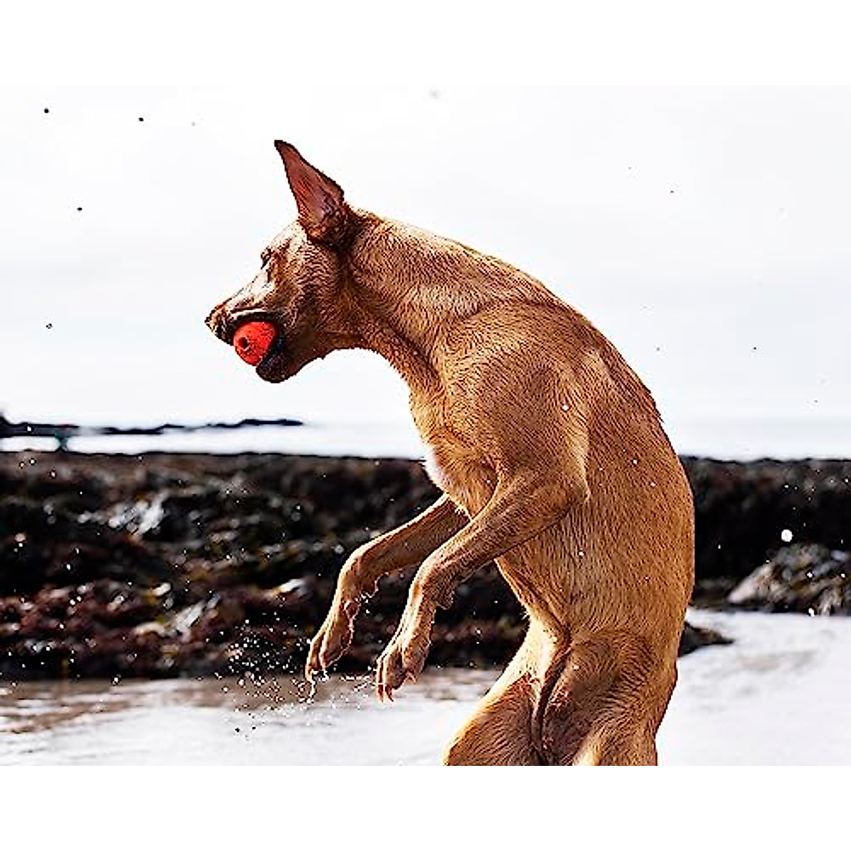 Chuckit! Medium Fetch Ball 2.5", 2 Pack (Colors Vary)