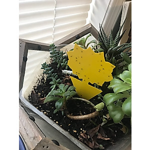 ALLRoad 24 pcs Fruit Fly Trap, Gnat Killer Dual-Sided Yellow Sticky Traps for Kitchen Indoor/Outdoor Use - Insect Catcher for White Flies, Mosquitos, Flying Insects, Fungus Gnats