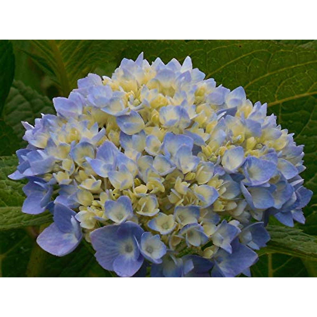 20+ Mixed Hydrangea Seeds Flowers Bush Plants Beautiful Smell Garden Decor Home Perennial