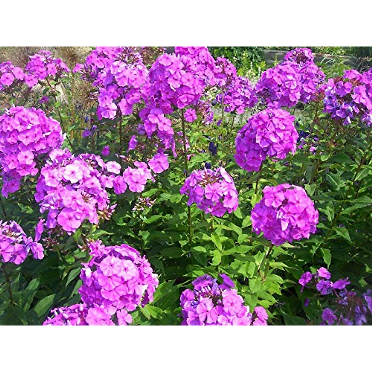 Tall Purple Phlox Paniculata Garden Summer Native Hummingbird Flower jocad (10 Seeds)