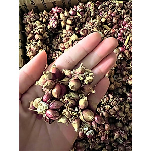 10 Walking Onion Bulbs for Planting, Small Bulblets, Egyptian Walking Onion Bulb