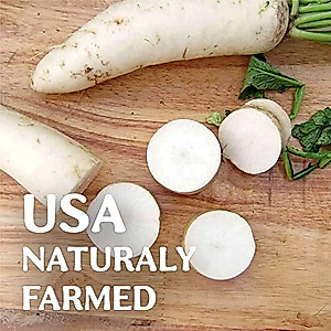 Seedra.US Japanese Minowase Daikon Radish Seeds for Indoor and Outdoor Planting - Non GMO and Heirloom Seeds - 100 Seeds - White Radishes for Home Vegetable Garden