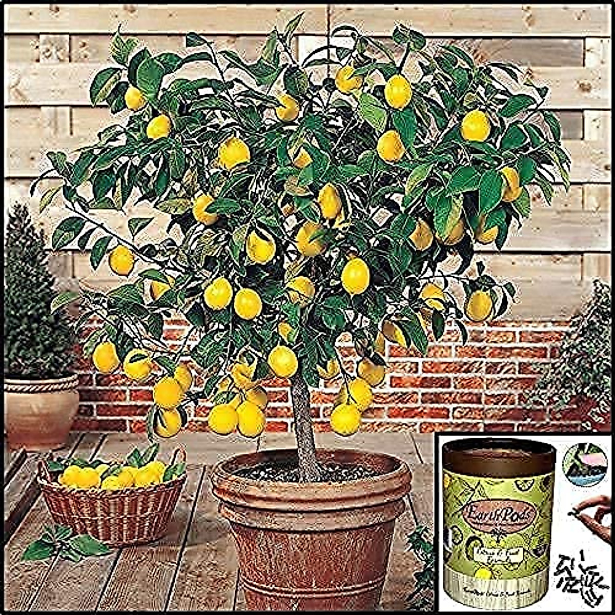 EarthPods Premium Fruit & Citrus Plant Food – Easy Organic Fertilizer Spikes – 100 Capsules – Boost Bloom, Fruit Flavor, Root Growth (Great for Dwarf Meyer Lemon, Lime, Orange, Avocado, Banana Trees)