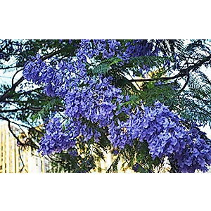 20+ Purple Jacaranda Mimosifolia Flowers Tree Seeds Plant Home Garden