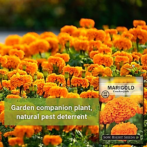 Sow Right Seeds Crackerjack Marigold Seeds - Non-GMO Heirloom Seeds with Instructions to Plant a Beautiful Flower Garden - 750mg (About 350 Seeds) - Wonderful Gardening Gift (1)