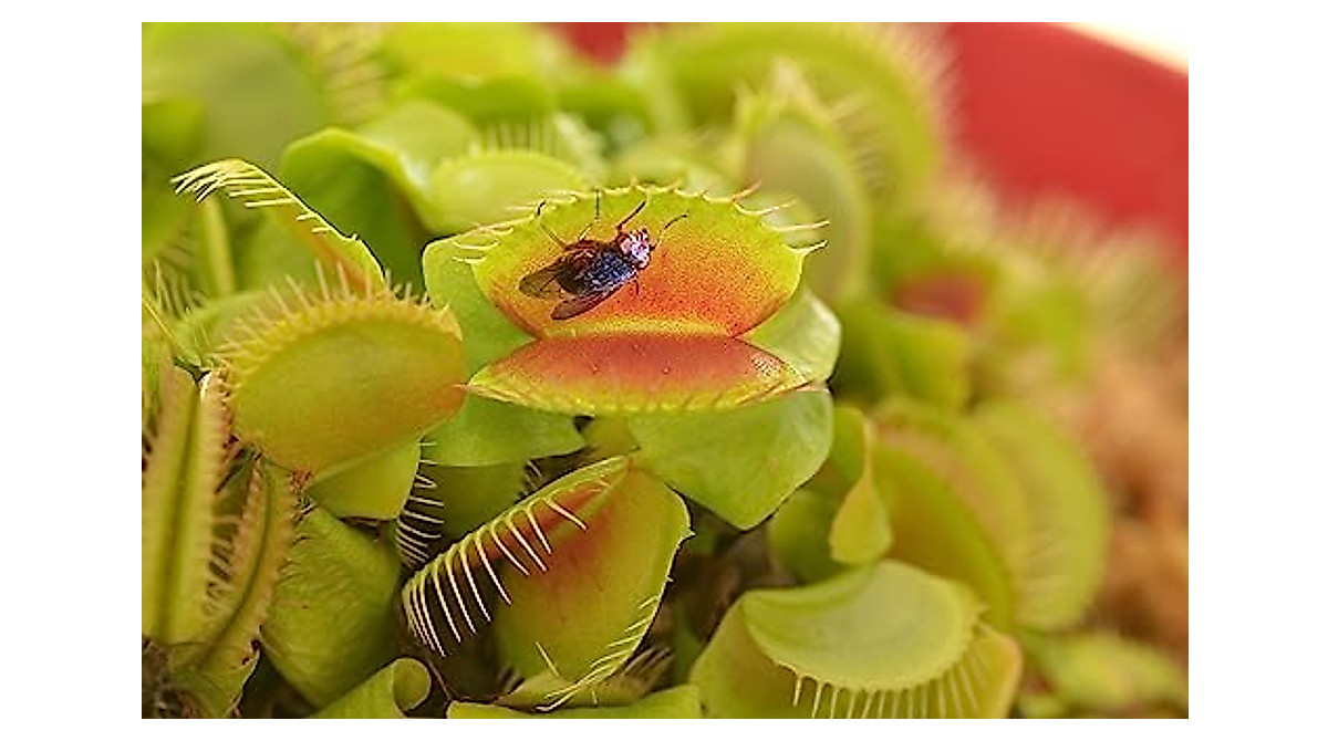 Buy Live Venus Fly Trap Plant for Indoor Pest Control | Altman Plants