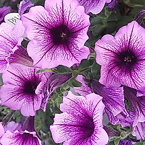 Petunia Seeds Perennial Annual Low Maintenance Showy Attracts Butterflies & Hummingbirds GMO Free Bed Border Edging Hanging Baskets Patio Container Outdoor 250Pcs Mixed Colors by YEGAOL Garden