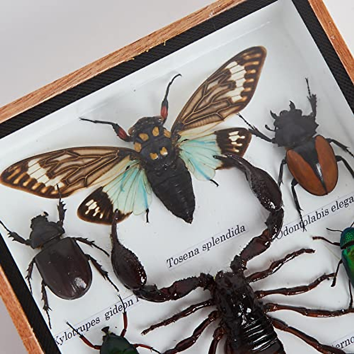 9 Real MIXS Very Rare Insect Taxidermy Set in Boxes Display for Collectibles