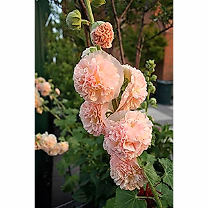 Summer Carnival Hollyhocks Seeds Alcea Rosea Rose Holly Garden Flower 50+