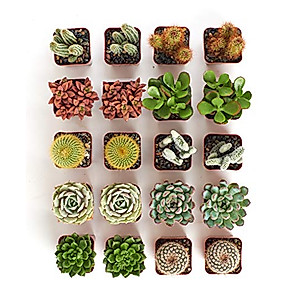 Shop Succulents Premium Live Mini Cactus and Succulent Plants in 2" Pots, Easy Care Indoor or Outdoor Gardening, Terrariums, Favors, & Contemporary Spaces with Hardy, Resilient Varieties, Pack of 20