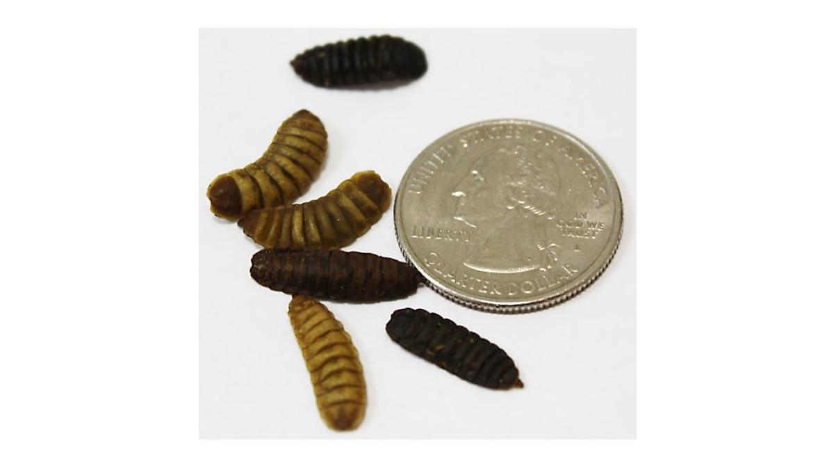 Tasty Grubs Dried Black Soldier Fly Larvae - 5lbs USA Made