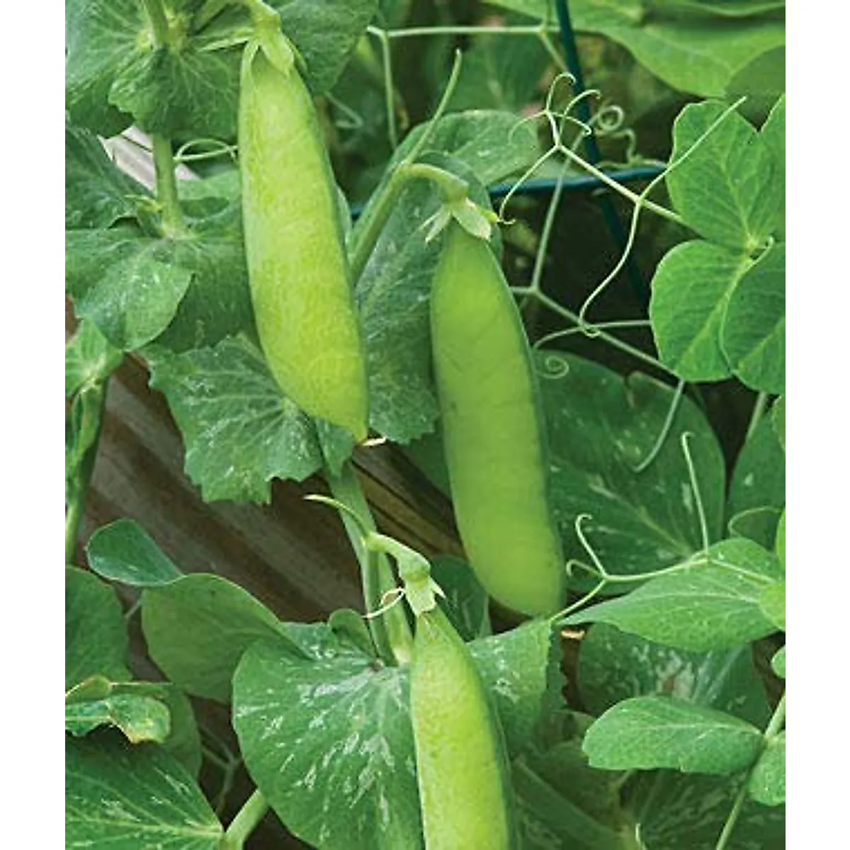 "Wando" Garden Pea Seeds for Planting, 50+ Heirloom Seeds Per Packet, (Isla's Garden Seeds), Non GMO Seeds, Botanical Name: Pisum sativum, Great Home Garden Pea Variety