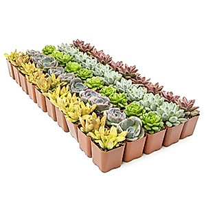 Altman Plants, Live Succulents Plants (50 Pack), Nursery Pots Variety Pack, Bulk Succulents Plants Live Plants Indoor Plants Live House Plants Indoors Live Indoor Plants Live Houseplants Live Indoor