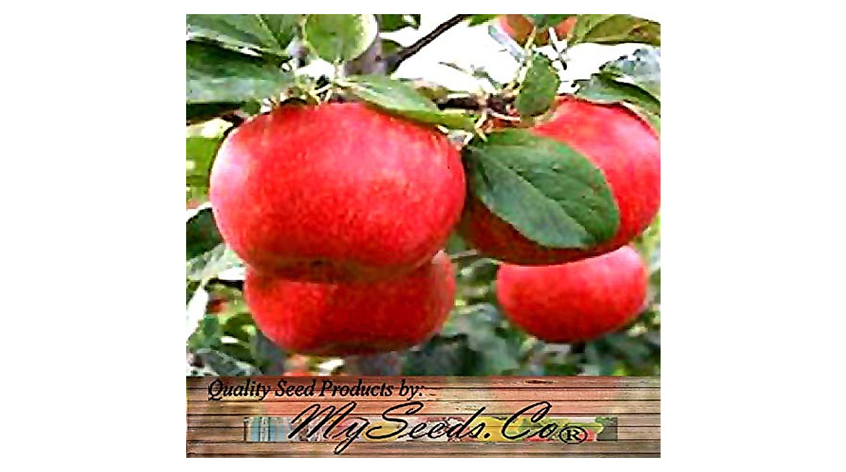 Big Pack Red Delicious Apple Seeds - 500 Tree Seeds
