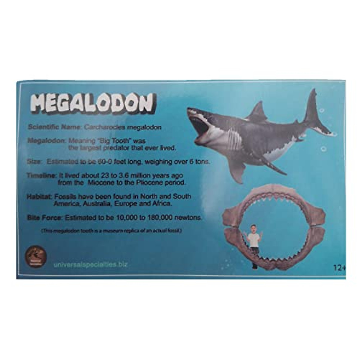 Universal Specialties Huge Realistic 5.5 Inch Carcharodon Megalodon Giant Shark Tooth Fossil Natural Colors Prehistoric Museum Quality Large Display Great Teeth for Kids or Collectors (Replica)