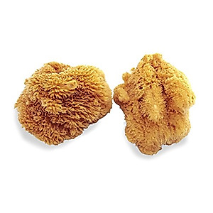 Natural Sea Sponges for Artists - Unbleached 5"-5.5" 2pc Value Pack: Great for Painting Decorating Texturing Sponging Marbling Effects Faux Finishes Crafts & More