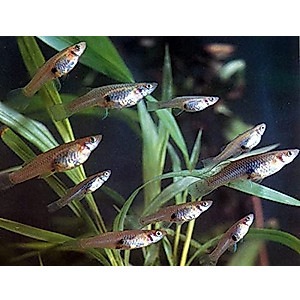 Live Mosquitofish Trumpet Snails Freshwater Aquarium Pond Crayfish Craydad Feeders Fish Food Combo Value Pack