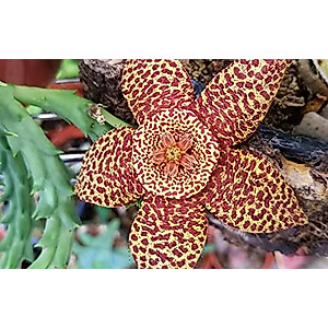 Fat Plants San Diego Premium Cacti and Succulent Potting Mix Soil - for Cactus Palm Tree Citrus Plant Grown in Gardening Containers - Indoors & Outdoors Use - with Natural Food/Fertilizer