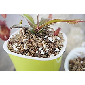 Yilotuce 3 Qts Carnivorous Plant Soil Mix, Great Potting Soil for Venus Fly Trap Live Plant, Pitcher Plants, Sundews and Butterworts