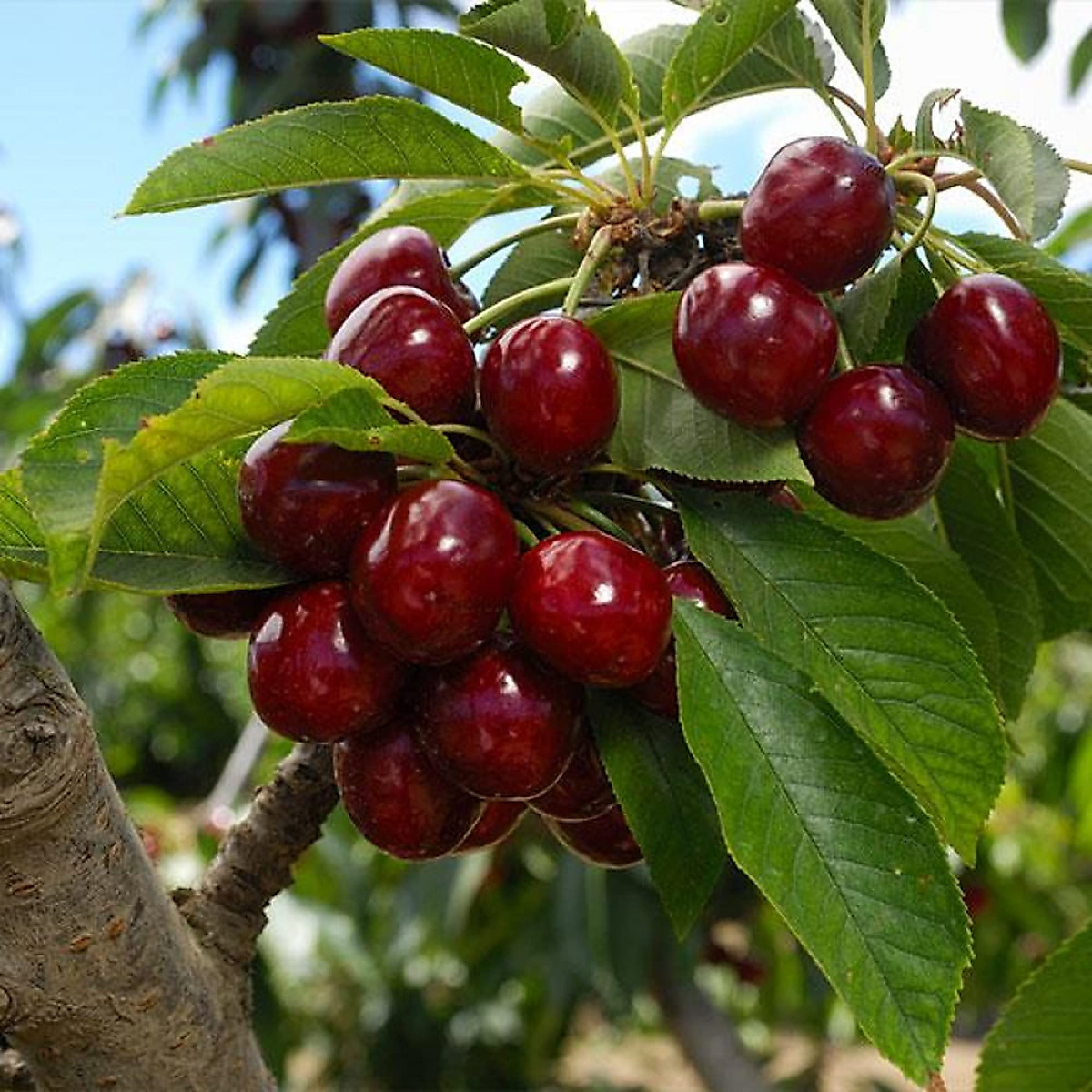 CHUXAY GARDEN Dwarf Cherry Tree Seed 10 Seeds Sweet Edible Fruit Robust Flavor Great Gardening