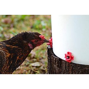 RentACoop DIY Waterer Kit - Horizontal Nipples with Dribble Dish and Installation Tool - Great for Chickens, Turkeys, Peafowl, and Other Poultry - 12 Pack