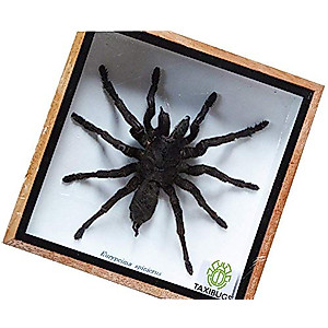 Real Giant Bird Eating Eurypeima Spincrus Tarantula Spider Animals Taxidermy in Frame