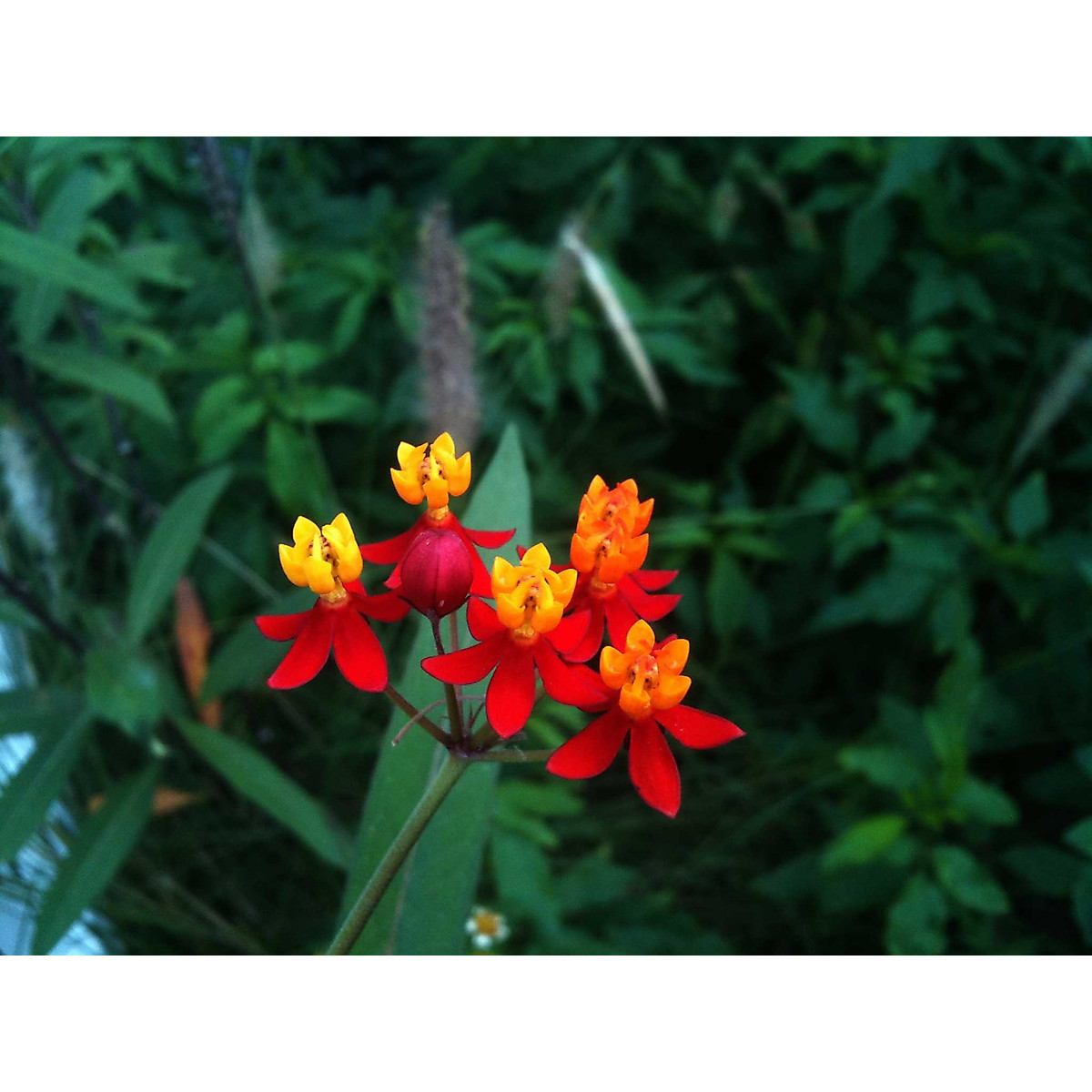 Asclepias curassavica | Butterfly Bush | Scarlet Milkweed | 200_Seeds