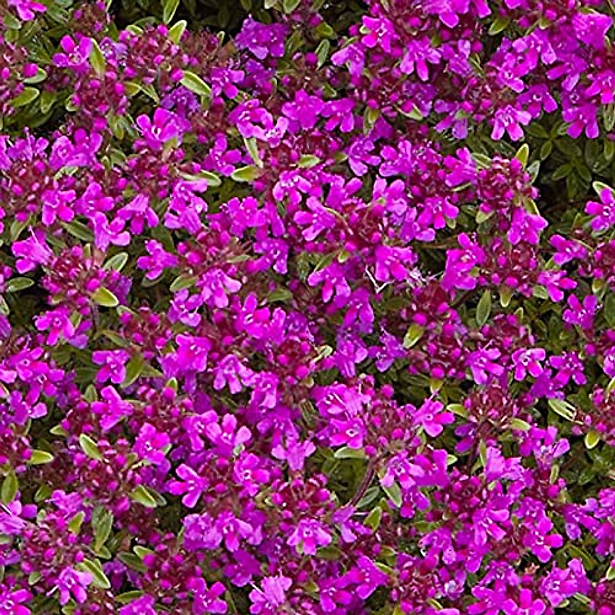 1000 Pcs Magic Carpet Creeping Thyme Ground Cover Creeping Thyme Seeds
