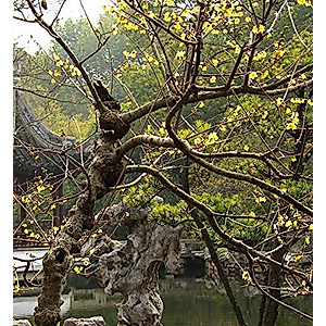 20+ Chimonanthus Praecox Odorant Shrub Seeds Bush Winter Flowers Garden Plants