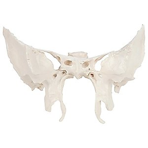 Axis Scientific Human Sphenoid Bone Model | Cast from a Real Human Sphenoid Bone Specimen | Life Size Replica Details All Fissures, Canals, and Processes | Includes Product Manual