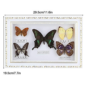eboxer-1 Butterflies Specimen, Exquisite Butterflies Insect Specimen Crafts for Home Office Decorate Ornament Butterfly Wall Art, As a Gift for Friends and Family, 7.7 x 11.6 x 1.6 in (White Frame)