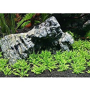 Mainam Pogostemon Helferi Downoi Live Aquarium Plants in Tissue Culture 100% Pest Free for Foreground Freshwater Aquatic Tank Imported Direct from Grower