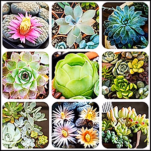 Mixed Colored Succulents Seeds Garden and Home Bonsai Flower Plant 200 Pcs Seeds