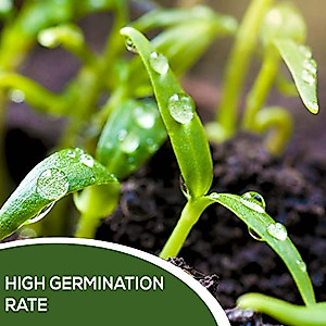 20 Most Needed Spice Seeds for Home Gardening - Kitchen & Culinary Herb Plant Seeds for Indoor, Outdoor, and Hydroponic Growing, Including Basil, Parsley, Rosemary, Mint & More