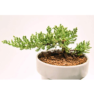 Bonsai Soil by Perfect Plants - 2qts. | Premium All-Purpose Mix Bonsai Tree Varieties