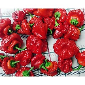 30+ Red Jamaican Scotch Bonnet Seeds Super Hot Pepper Heirloom Non-GMO Super Hot US Grown HARLEY SEEDS