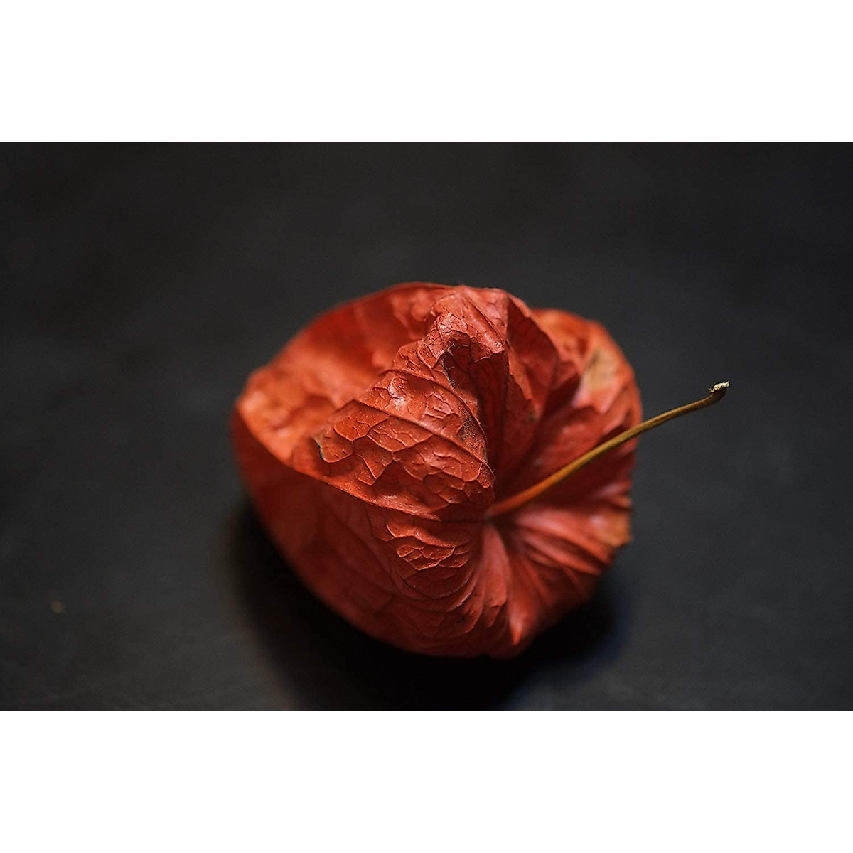 Fujifilm Fujinon XF60mmF2.4 R Macro